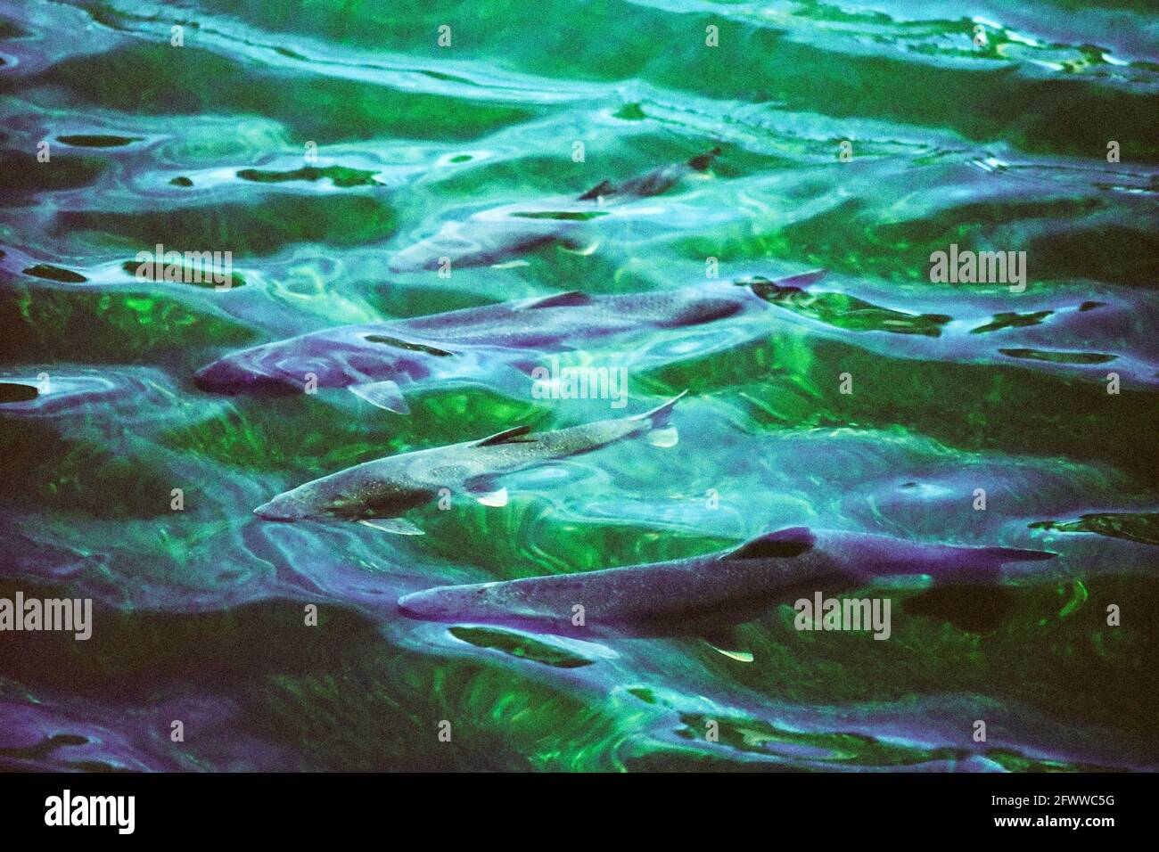 Sakramento squawfish -Fotos und -Bildmaterial in hoher Auflösung – Alamy