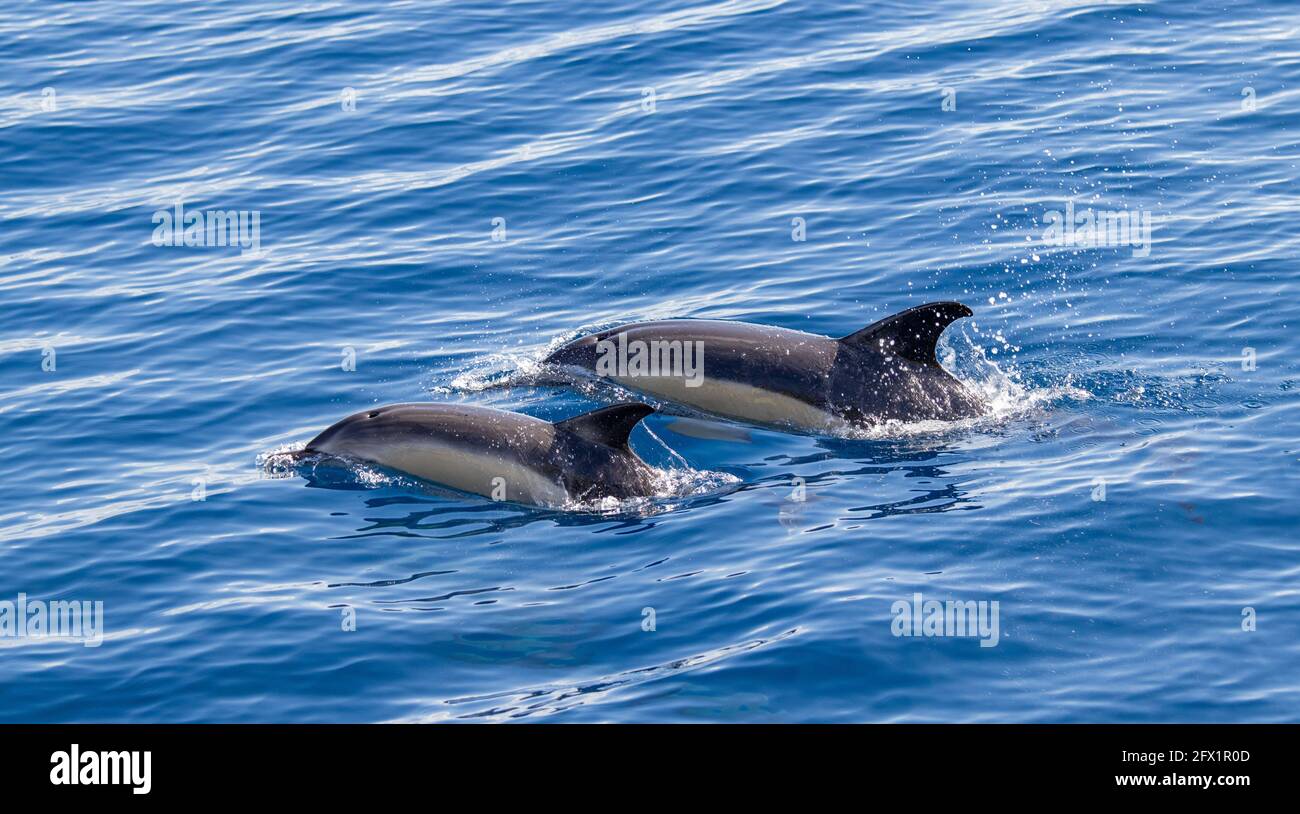 Gewöhnliche Delfine, auf der Wasseroberfläche, Planschgebiete, Meeres ...
