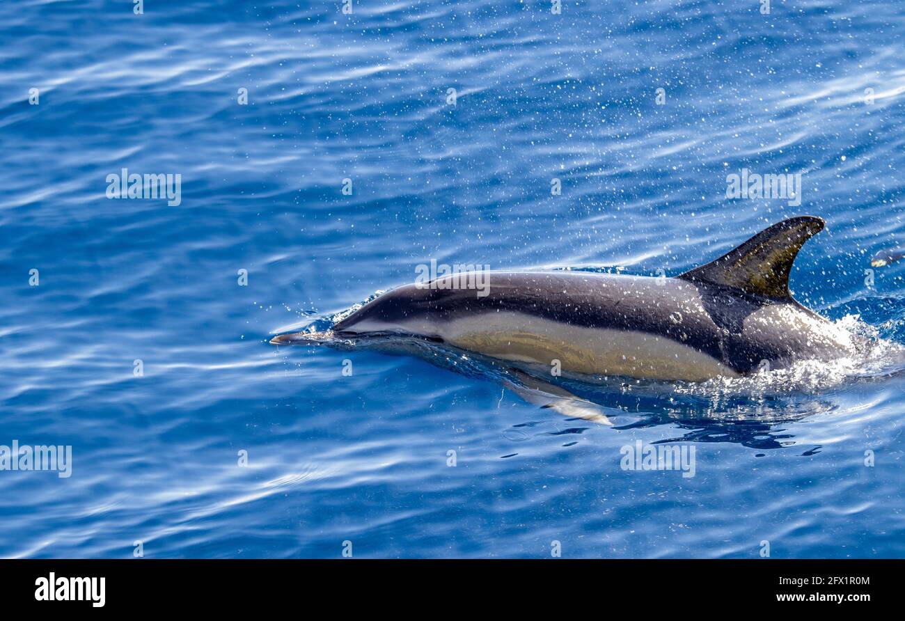 Gewöhnliche Delfine, auf der Wasseroberfläche, Planschgebiete, Meeres ...