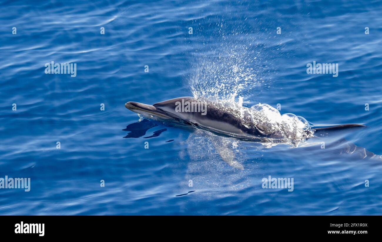 Gewöhnliche Delfine, auf der Wasseroberfläche, Planschgebiete, Meeres ...