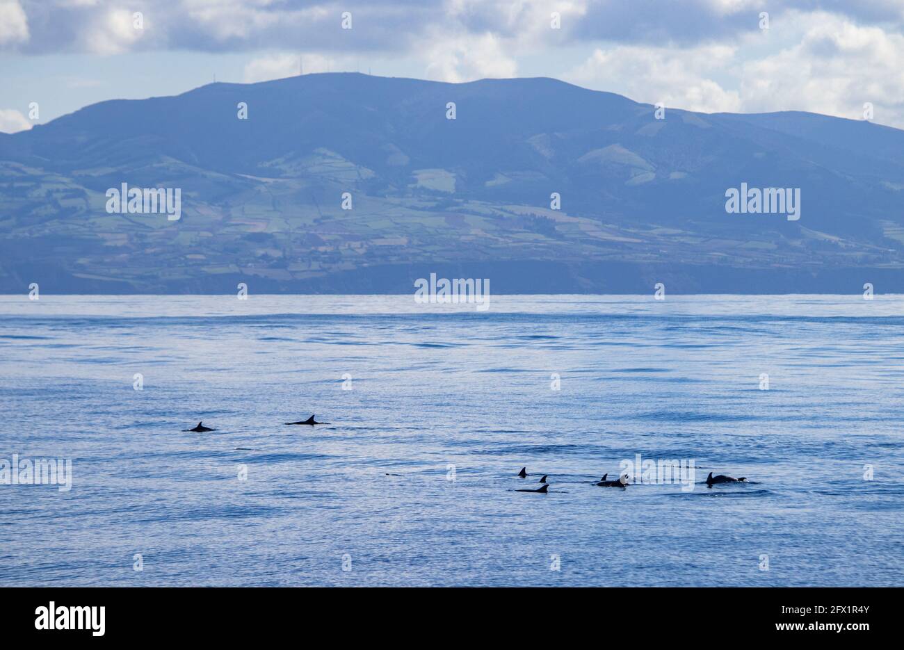 Gewöhnliche Delfine, auf der Wasseroberfläche, Planschgebiete, Meeres ...