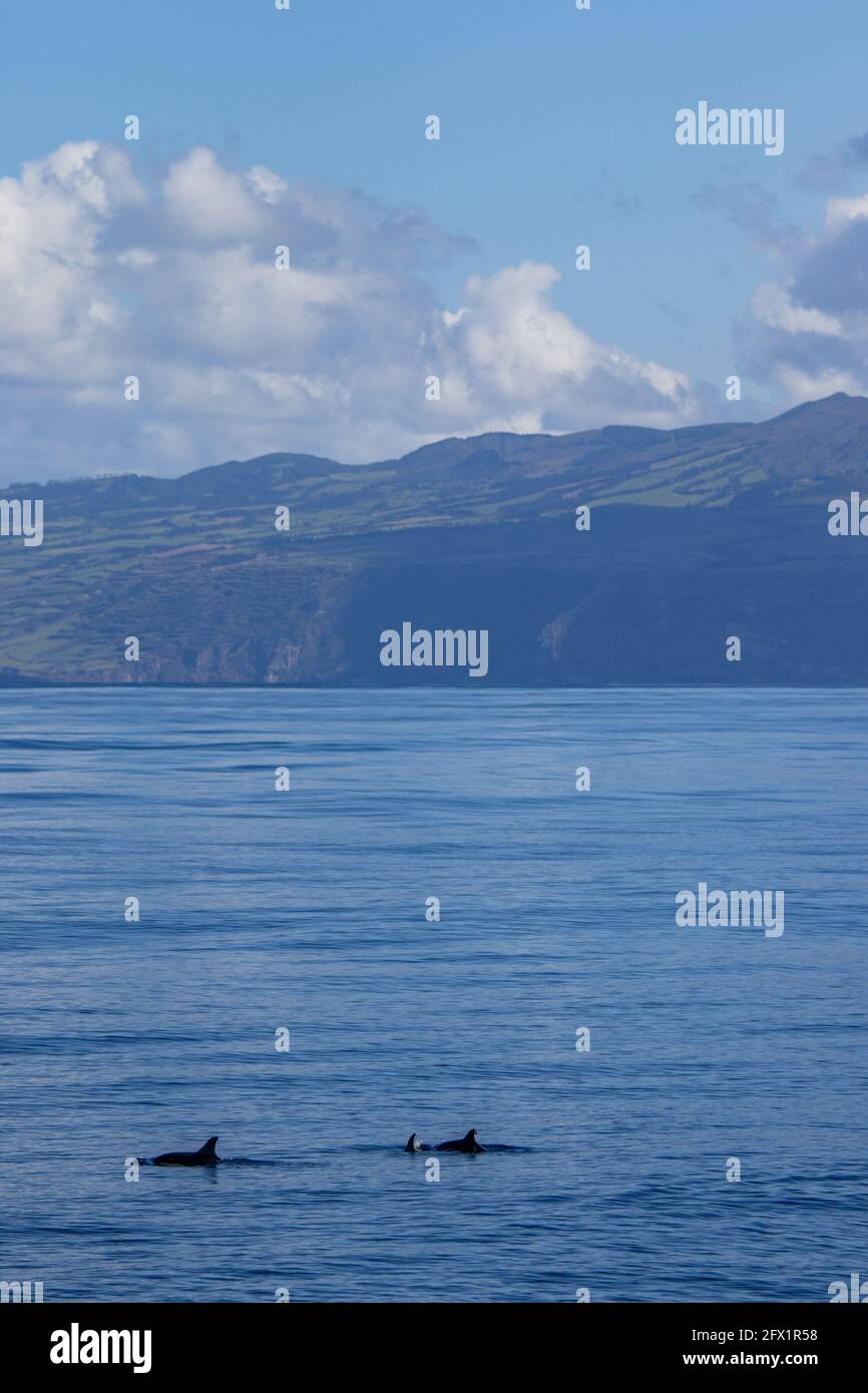 Gewöhnliche Delfine, auf der Wasseroberfläche, Planschgebiete, Meeres ...