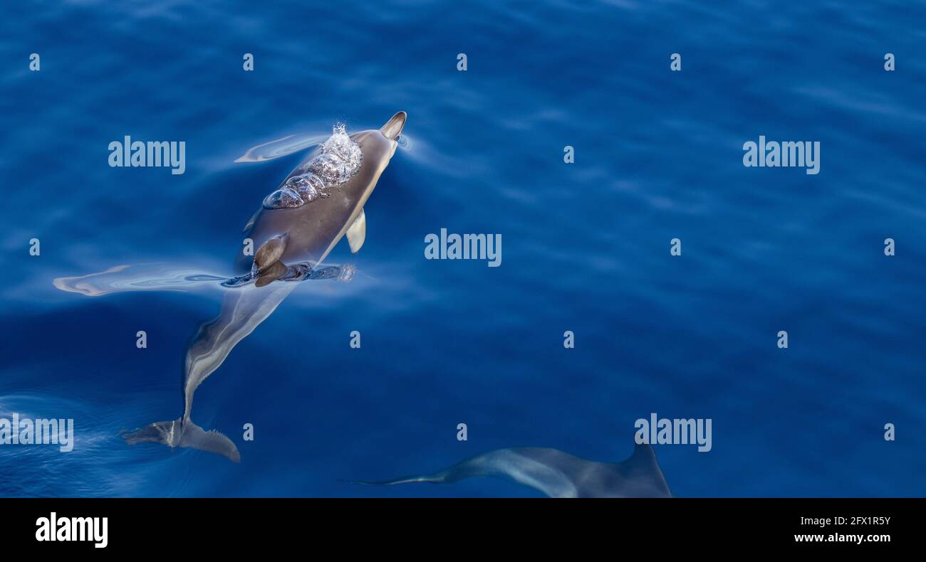 Gewöhnliche Delfine, auf der Wasseroberfläche, Planschgebiete, Meeres ...