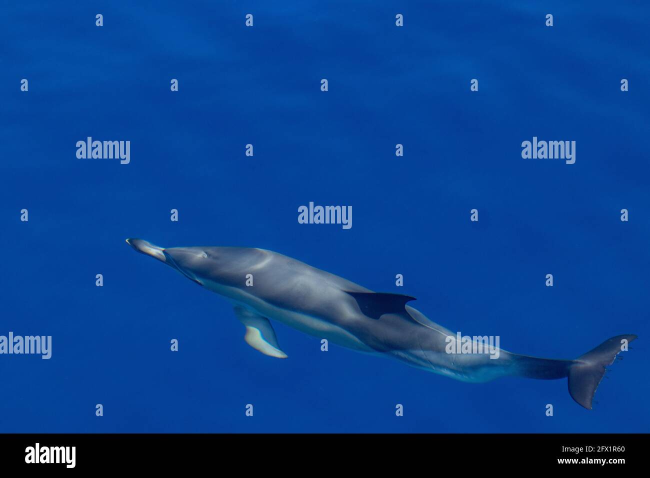 Gewöhnliche Delfine, Unterwasser, Planschgebiete, Meeres- und Wildtiere ...
