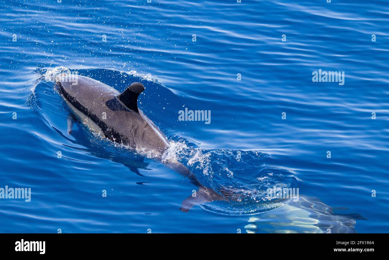 Gewöhnliche Delfine, auf der Wasseroberfläche, Planschgebiete, Meeres ...