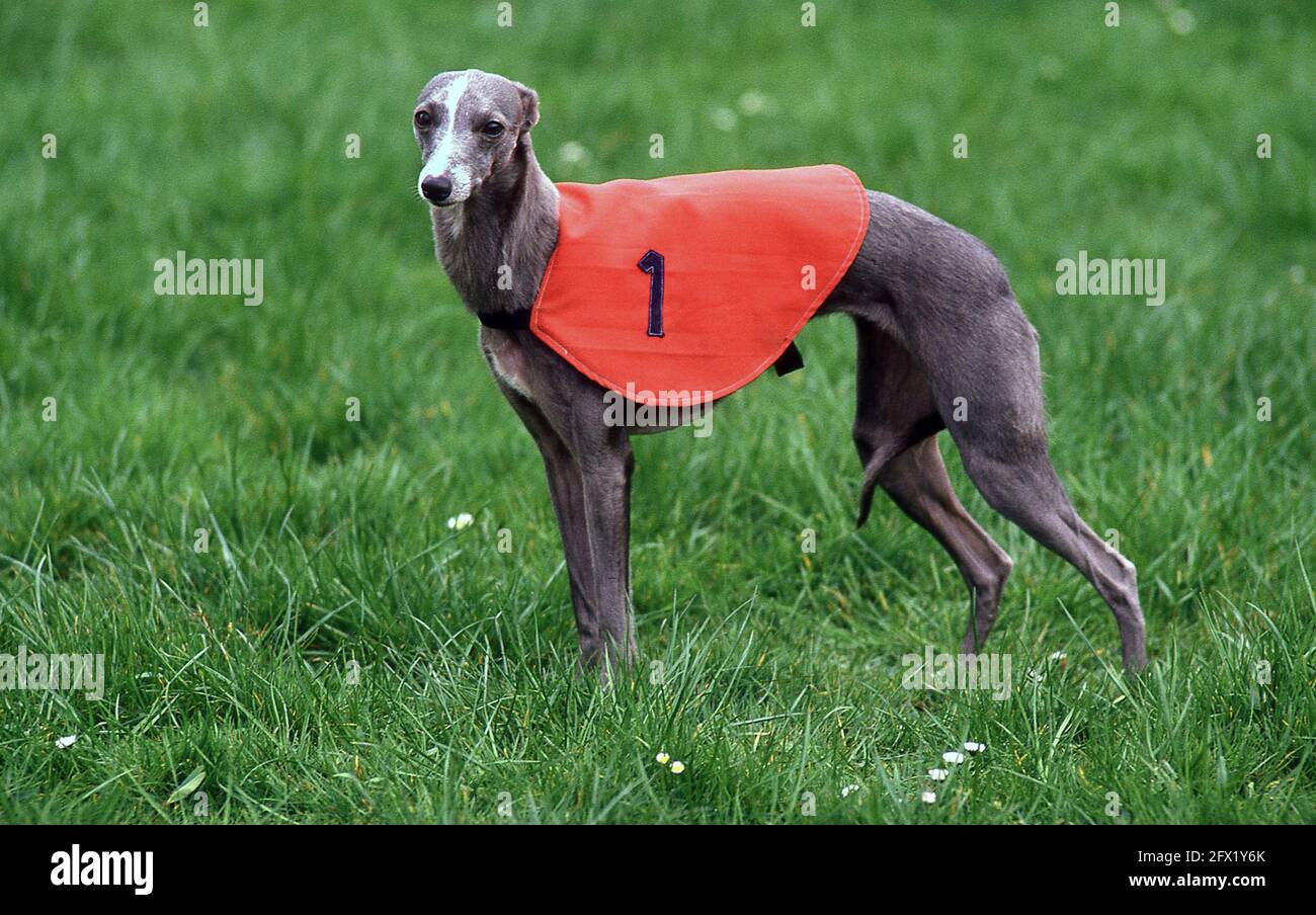 Racing whippet -Fotos und -Bildmaterial in hoher Auflösung – Alamy