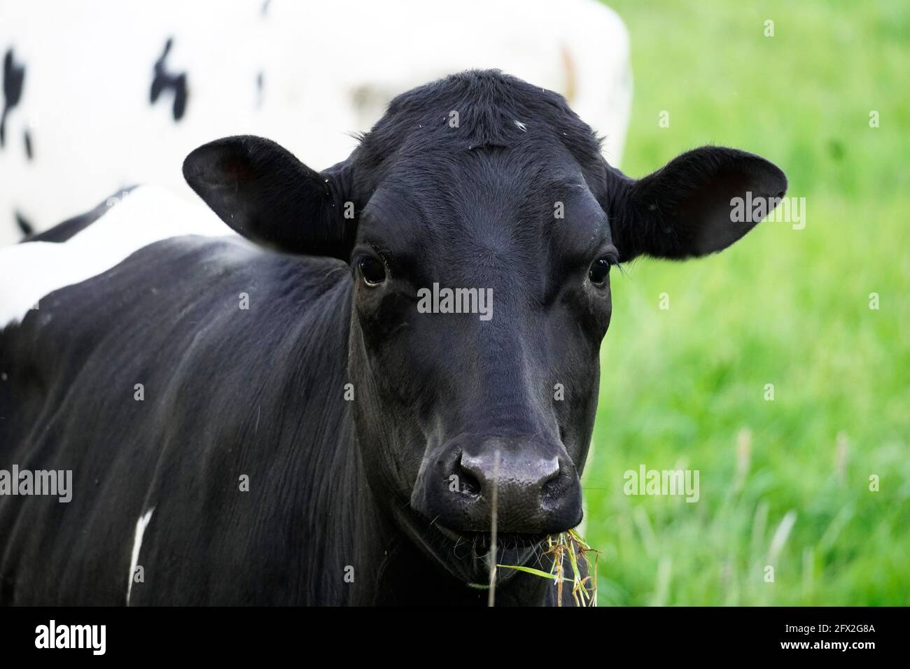 Geflecktes fell -Fotos und -Bildmaterial in hoher Auflösung – Alamy
