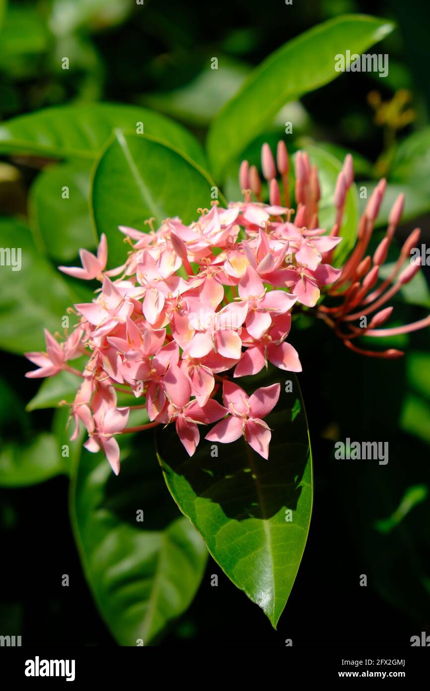 Blume bild -Fotos und -Bildmaterial in hoher Auflösung – Alamy