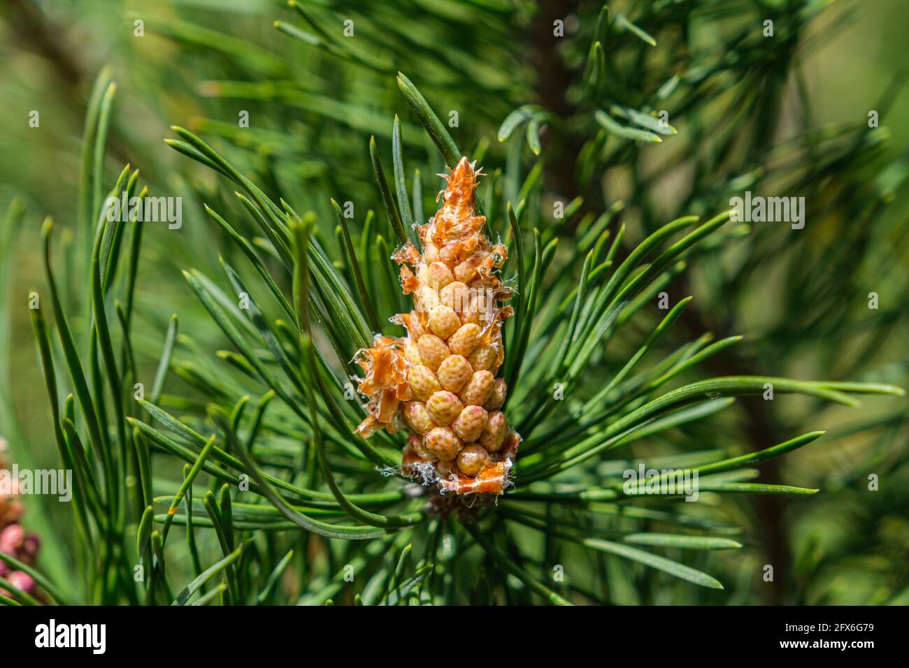 Tannen knospen -Fotos und -Bildmaterial in hoher Auflösung – Alamy