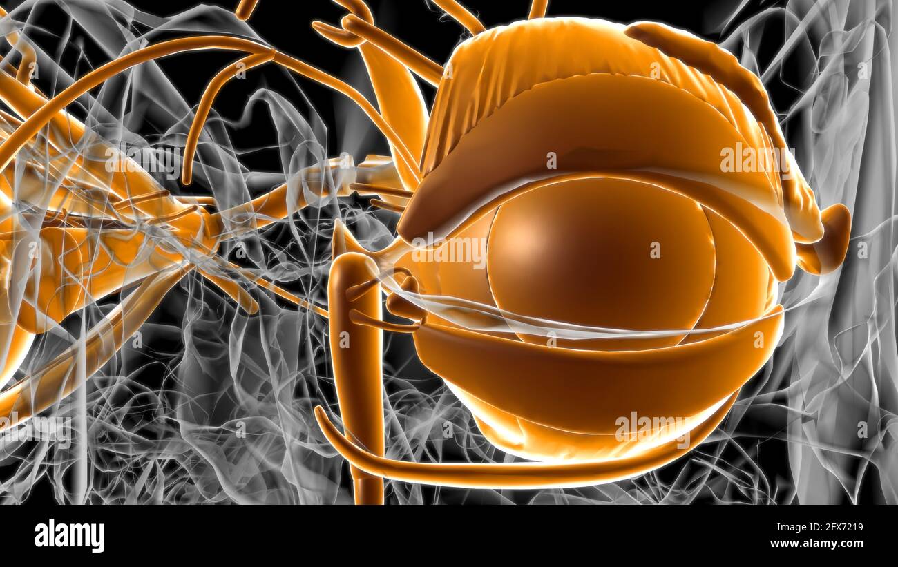 Menschliche Augen Anatomie für Medical Concept 3D Illustration ...