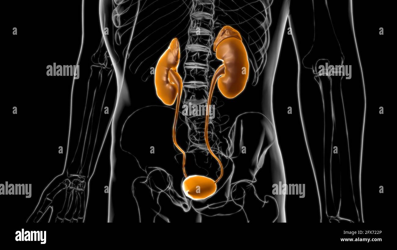 Human Harn System Nieren mit Blase Anatomie für Medical Concept 3D ...