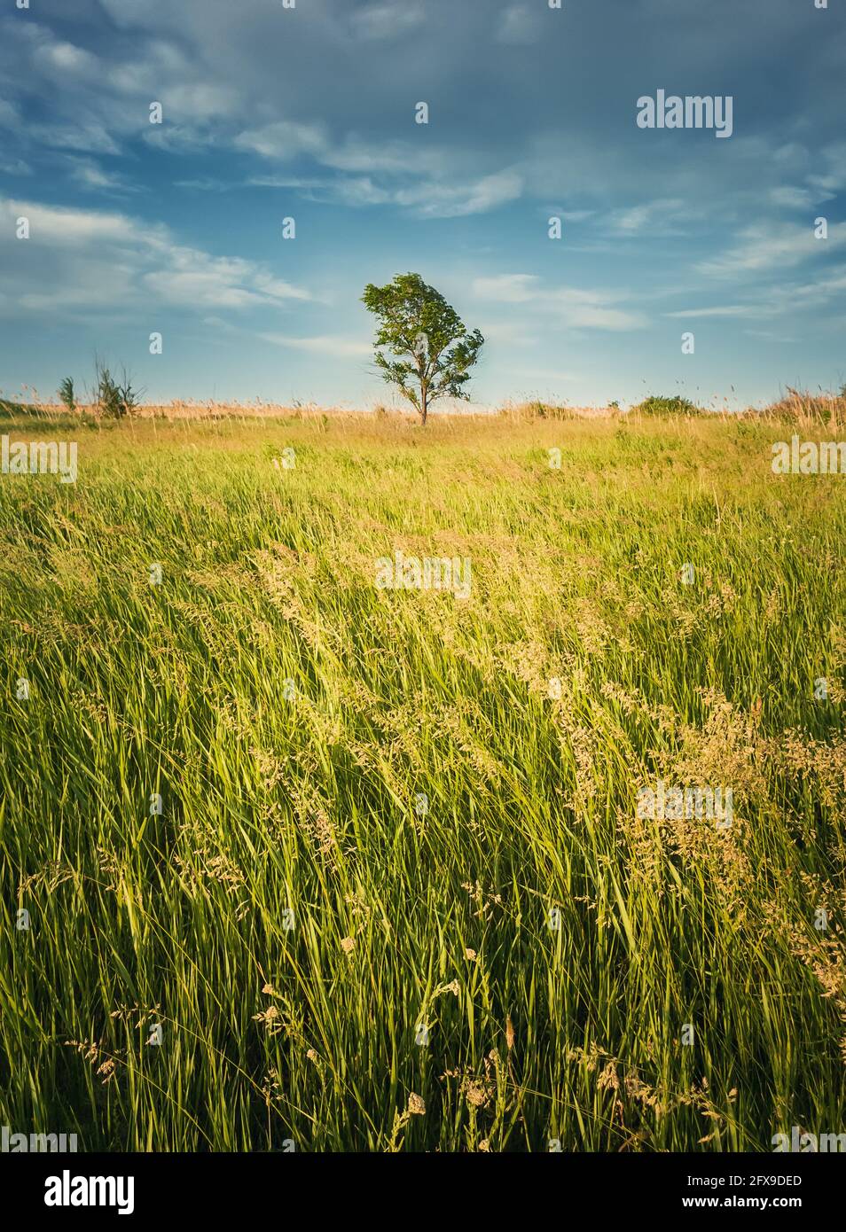 Leere sommerwiese -Fotos und -Bildmaterial in hoher Auflösung – Alamy