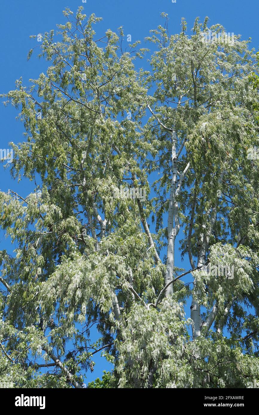 Weisspappel Silber Pappel Populus Alba Stockfotos und -bilder Kaufen ...