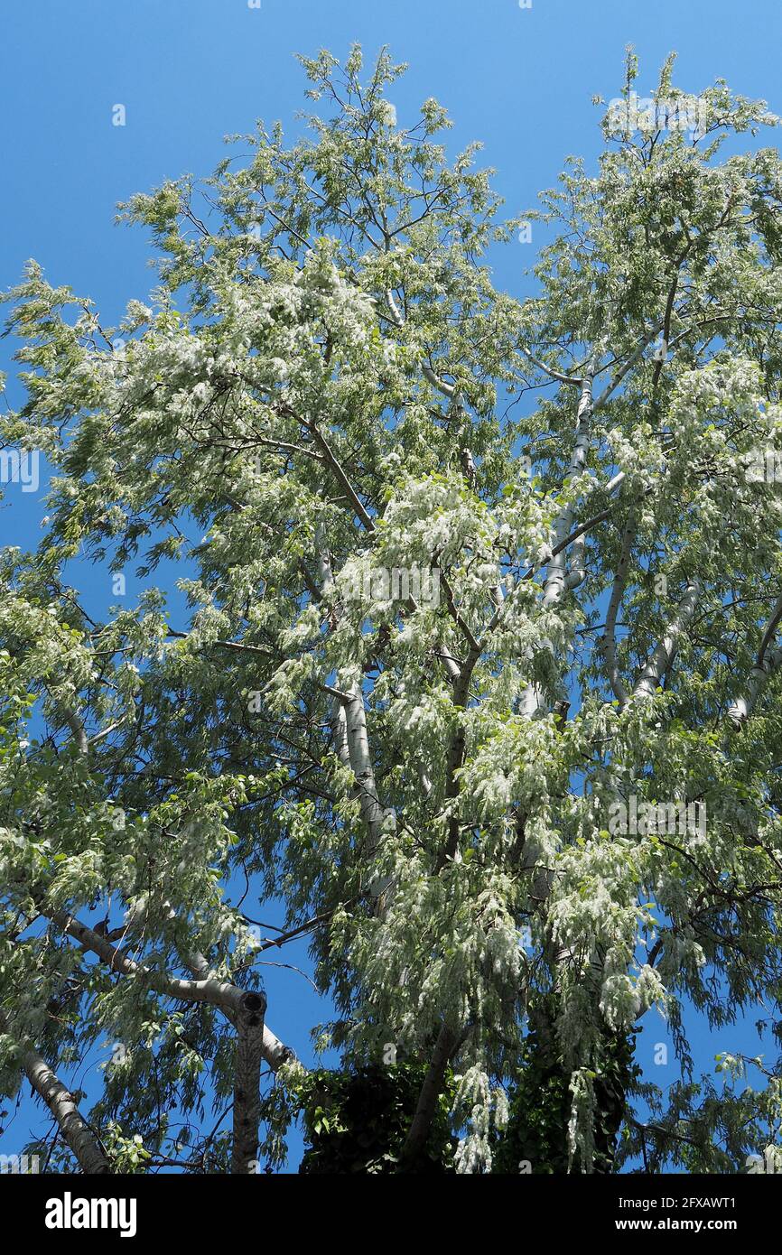 Weisspappel Silber Pappel Populus Alba Stockfotos und -bilder Kaufen ...
