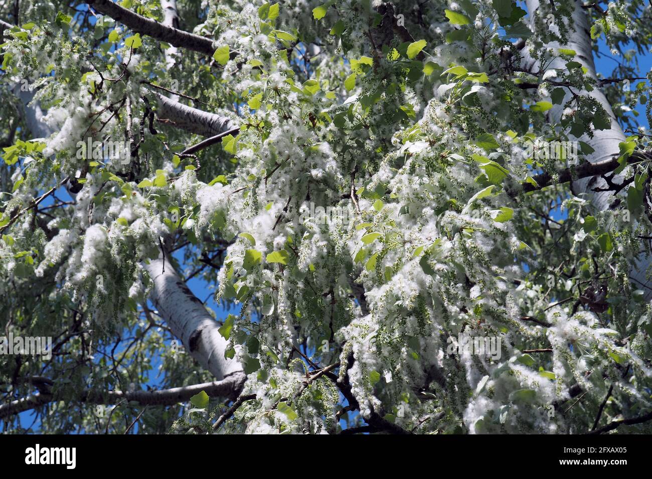 Weisspappel Silber Pappel Populus Alba Stockfotos und -bilder Kaufen ...