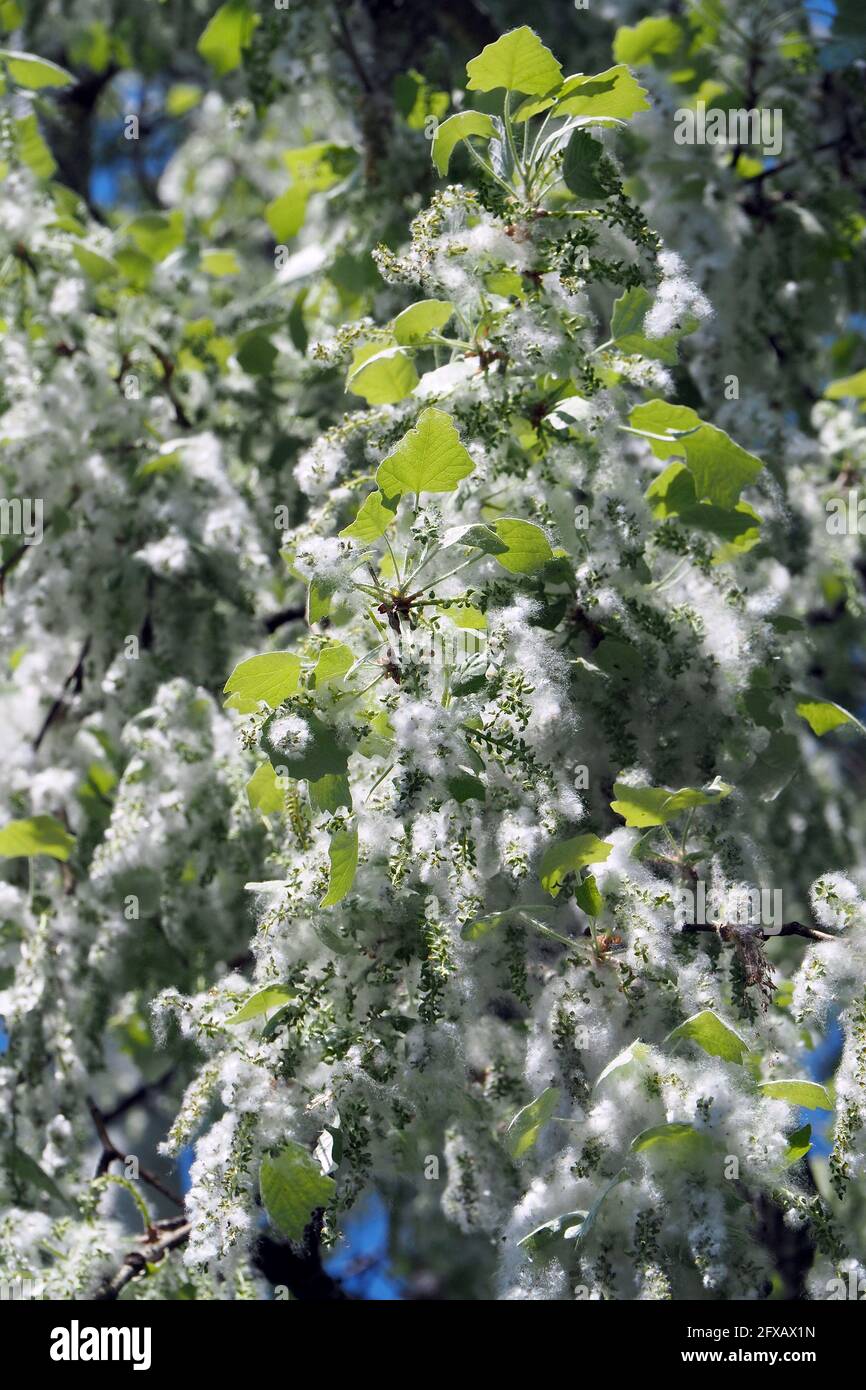 Silberpappel, Weißpappel, Silber-Pappel, Weiß-Pappel, Populus alba ...