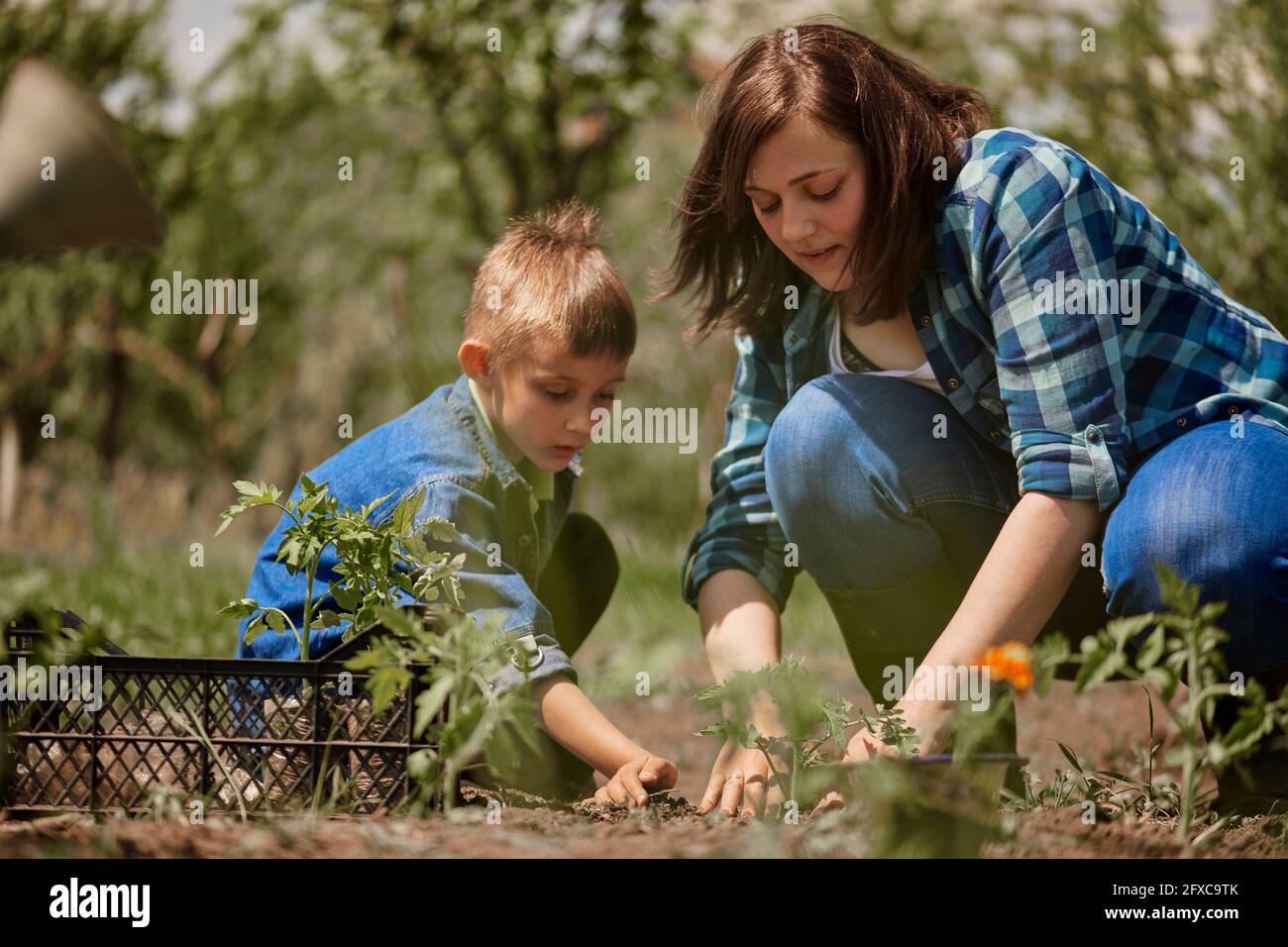 Kinder pflanzen setzlinge -Fotos und -Bildmaterial in hoher Auflösung – Alamy