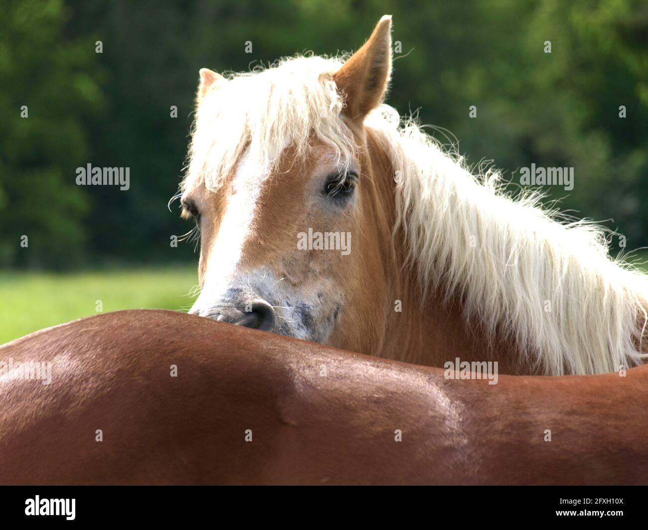 Haflinger reiten -Fotos und -Bildmaterial in hoher Auflösung – Alamy