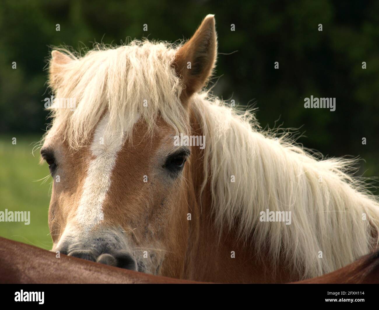 Haflinger pony -Fotos und -Bildmaterial in hoher Auflösung – Alamy