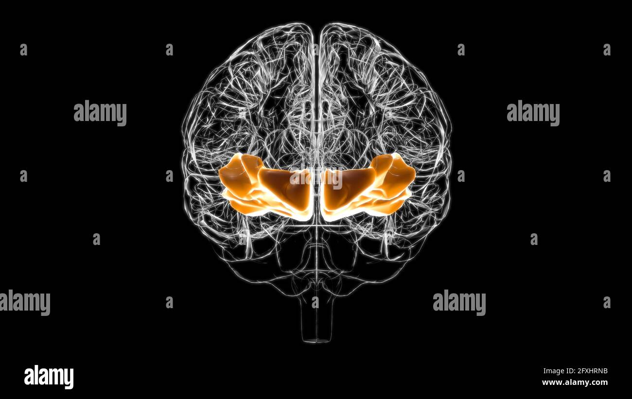 Gehirn Orbital Gyrus Anatomy for Medical Concept 3D Illustration ...