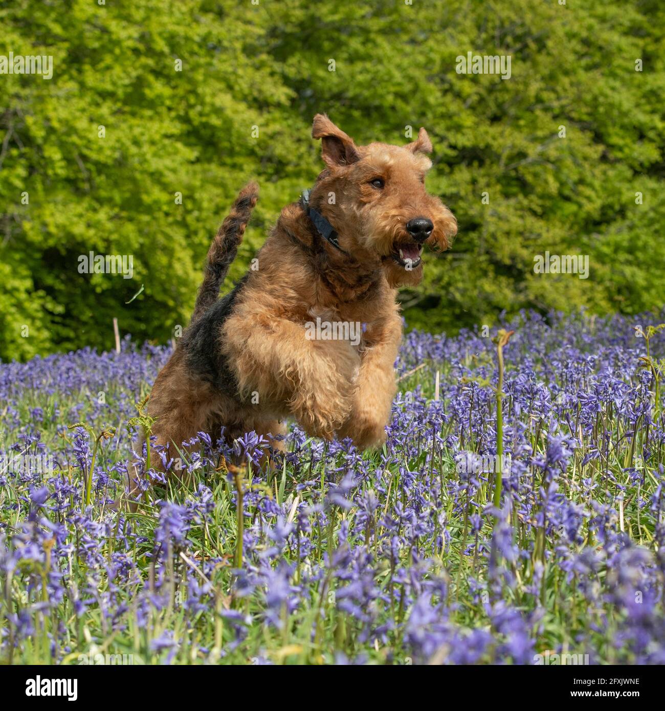 Airedale terrier -Fotos und -Bildmaterial in hoher Auflösung – Alamy