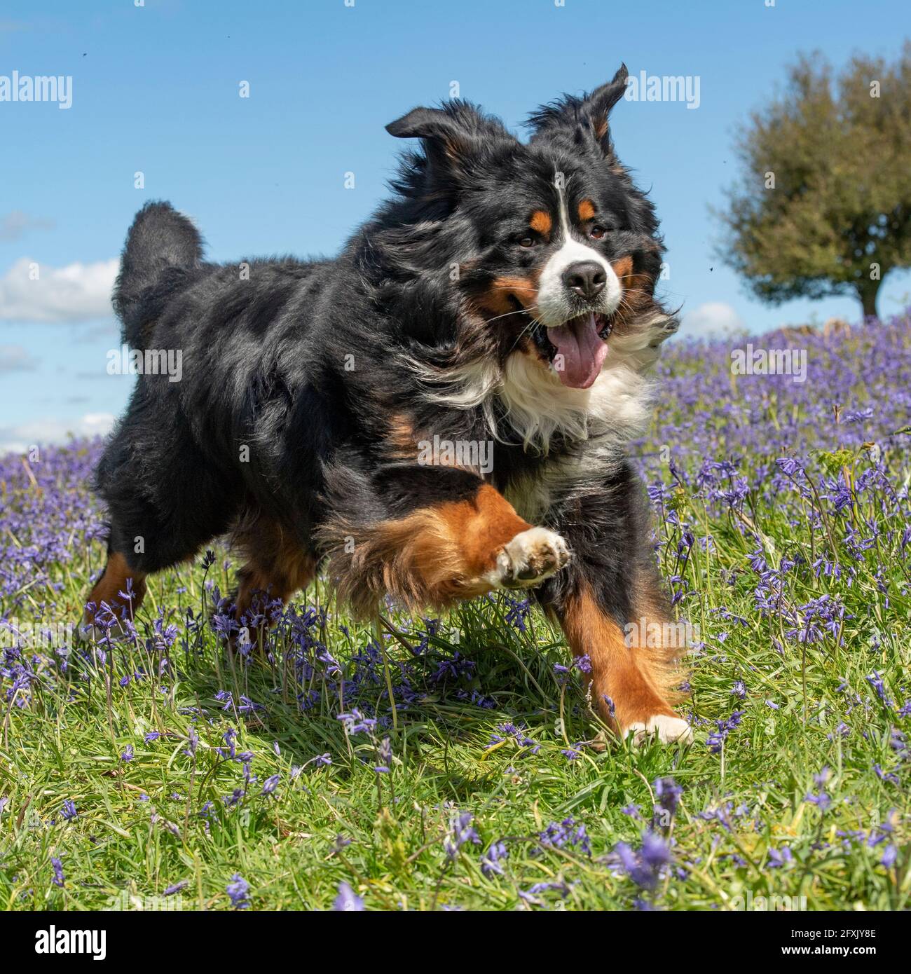 Berner sennenhund hund im freien -Fotos und -Bildmaterial in hoher ...