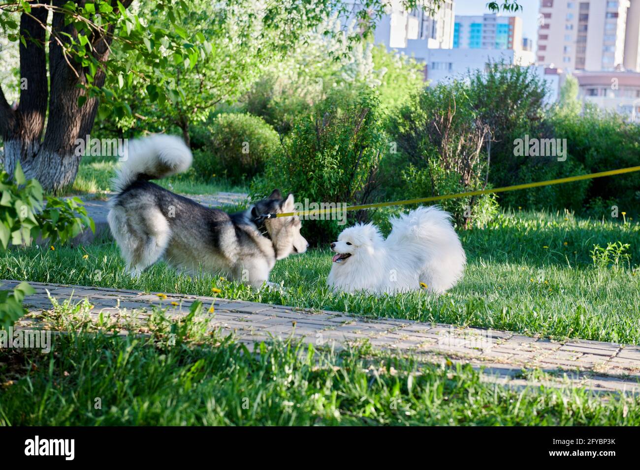 Hunde weinen im hund -Fotos und -Bildmaterial in hoher Auflösung – Alamy