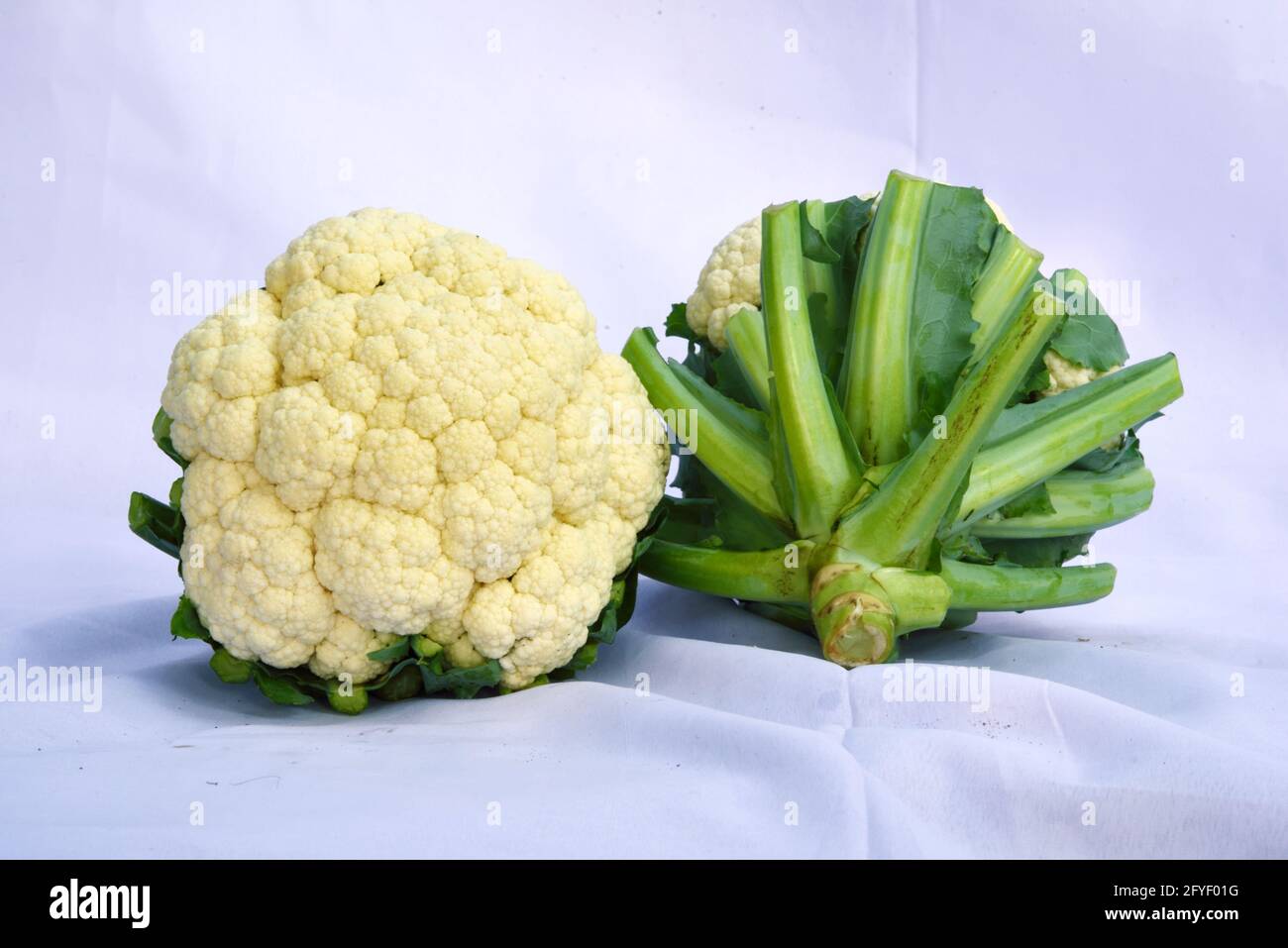 Blumenkohl ernte -Fotos und -Bildmaterial in hoher Auflösung – Alamy