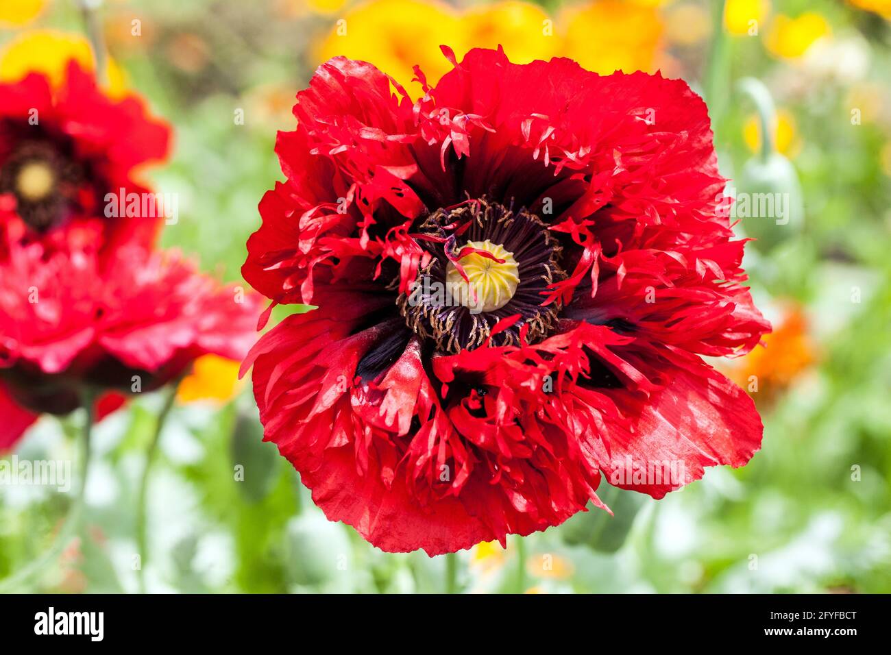 Mohn mohnblumen -Fotos und -Bildmaterial in hoher Auflösung – Alamy