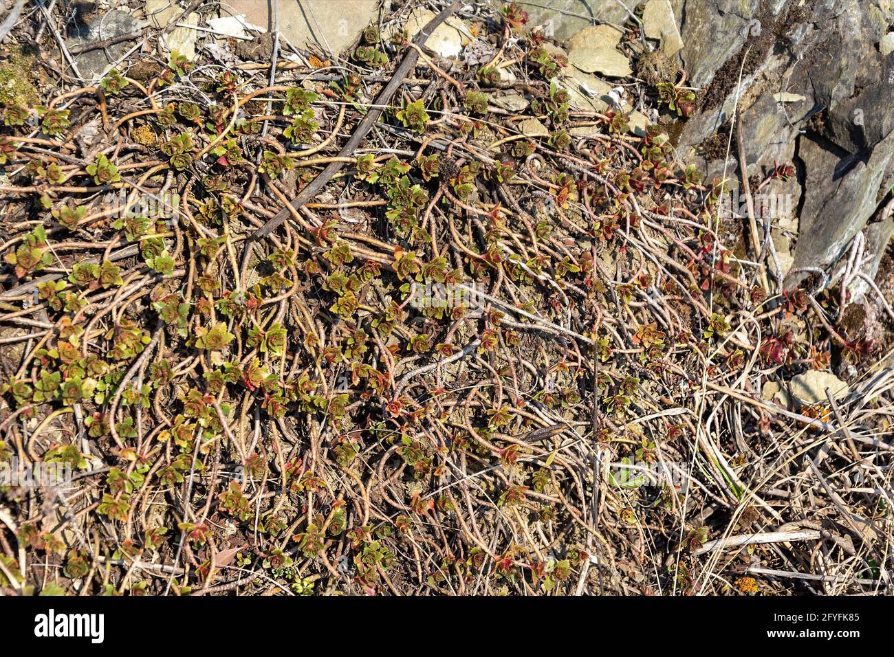 Saftige rosetten -Fotos und -Bildmaterial in hoher Auflösung – Alamy