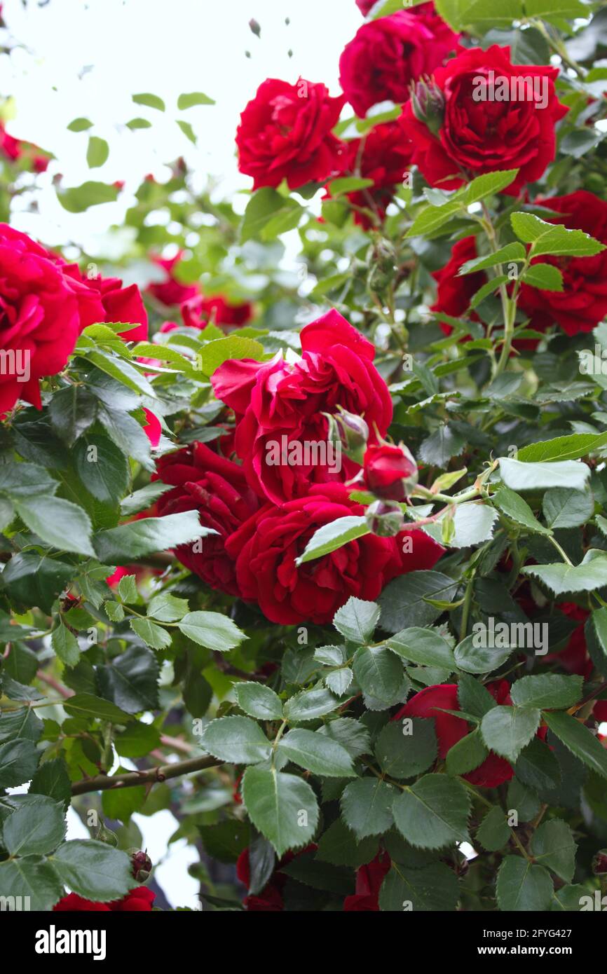 Roter rosenbusch -Fotos und -Bildmaterial in hoher Auflösung – Alamy