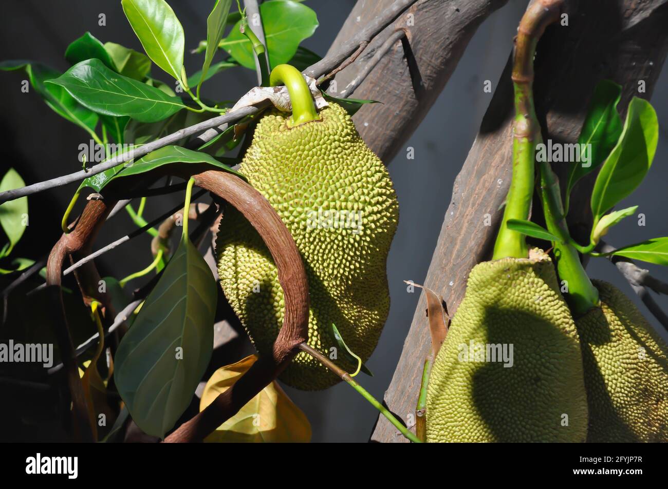 Artocarpus heterophylla -Fotos und -Bildmaterial in hoher Auflösung – Alamy