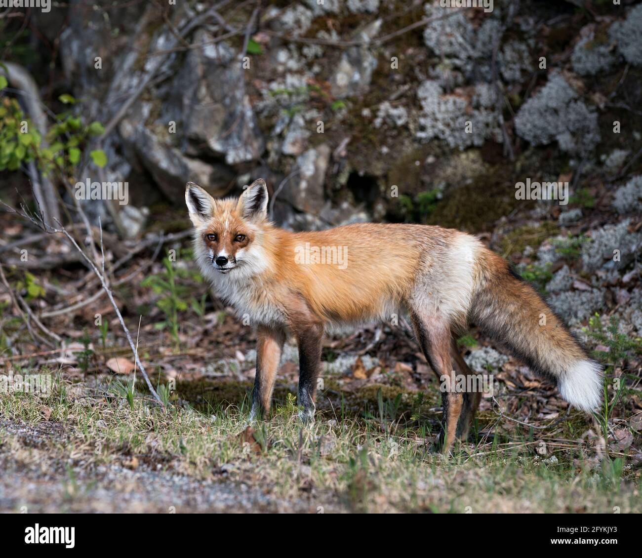 Roter fuchs im wald foto und bild -Fotos und -Bildmaterial in hoher ...