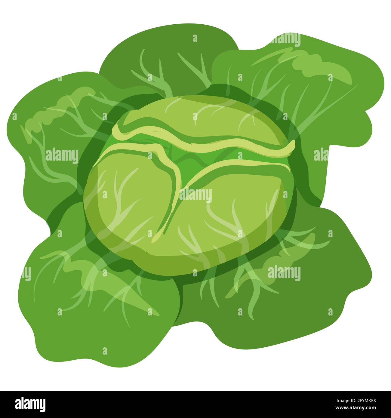 Cartoon cabbage leaves Stock-Vektorgrafiken kaufen - Alamy