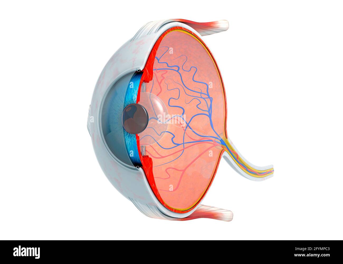 Menschliches auge detail Ausgeschnittene Stockfotos und -bilder - Alamy