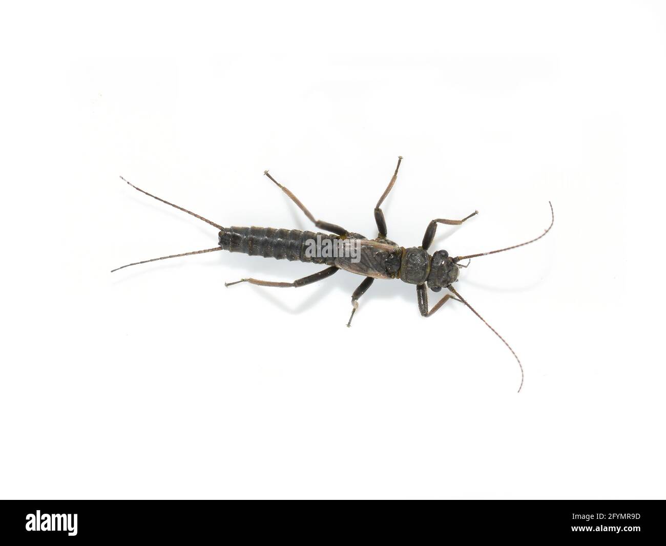 Stein forelle Ausgeschnittene Stockfotos und -bilder - Alamy