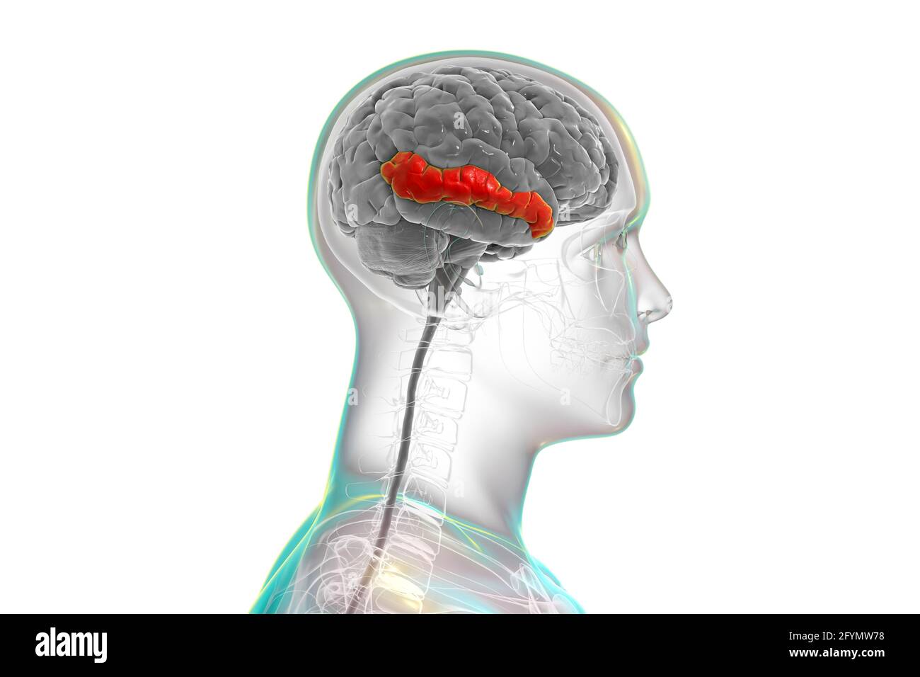 Gehirn mit hervorgehobener mittlerer temporaler Gyrus, Illustration ...