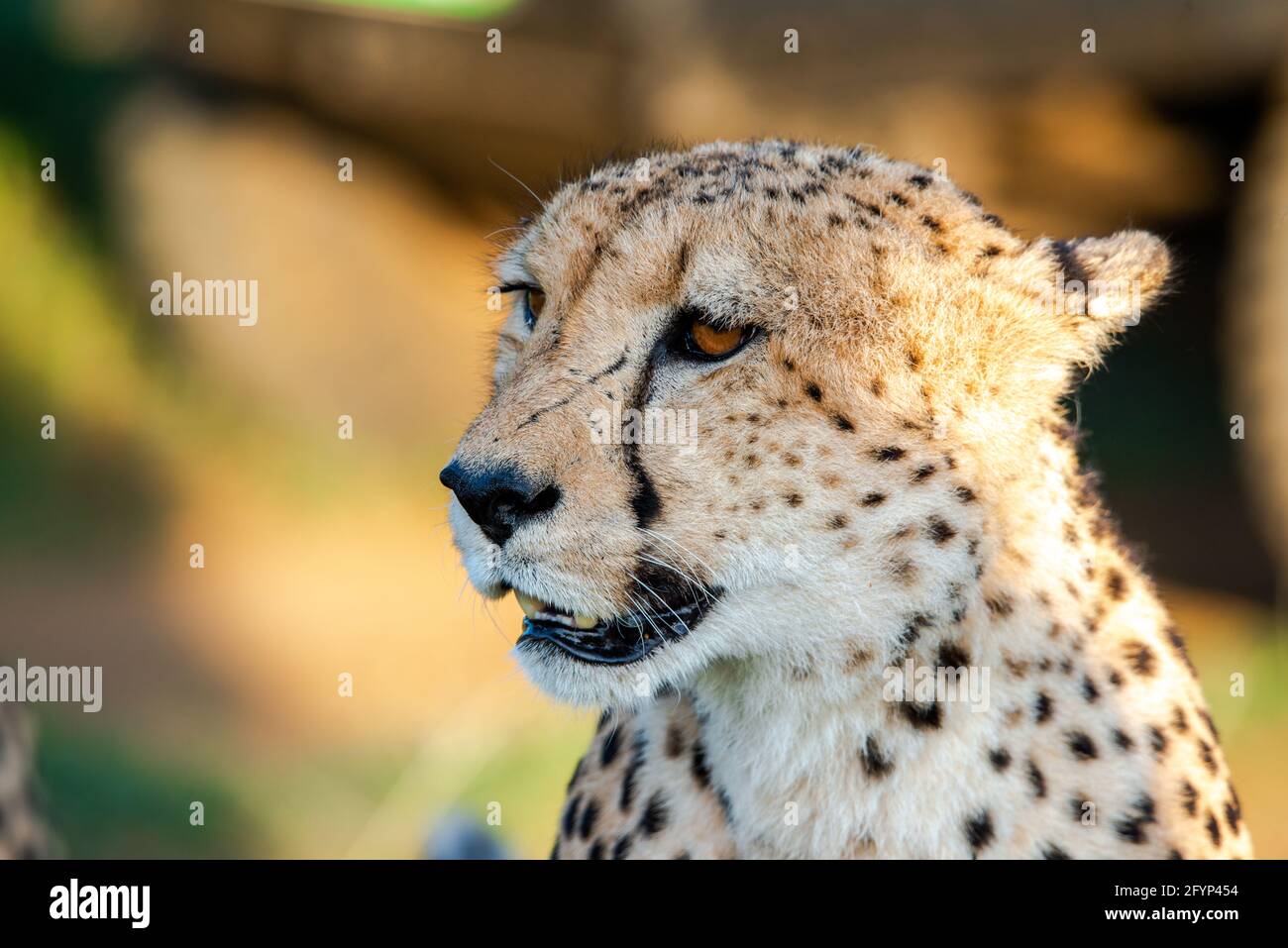 Gepard fotografie -Fotos und -Bildmaterial in hoher Auflösung – Alamy