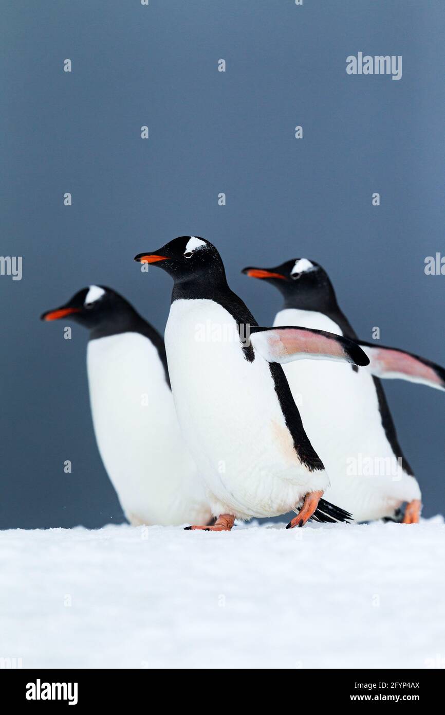 Pinguine bewegen sich auf dem eis -Fotos und -Bildmaterial in hoher ...