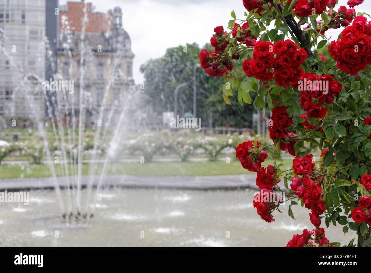 Fleur rouges -Fotos und -Bildmaterial in hoher Auflösung – Alamy
