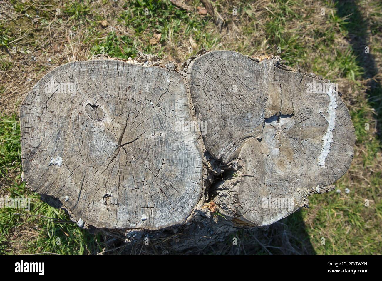 Alte Holz stumpf Textur Hintergrund. Draufsicht ein alter Stumpf im ...