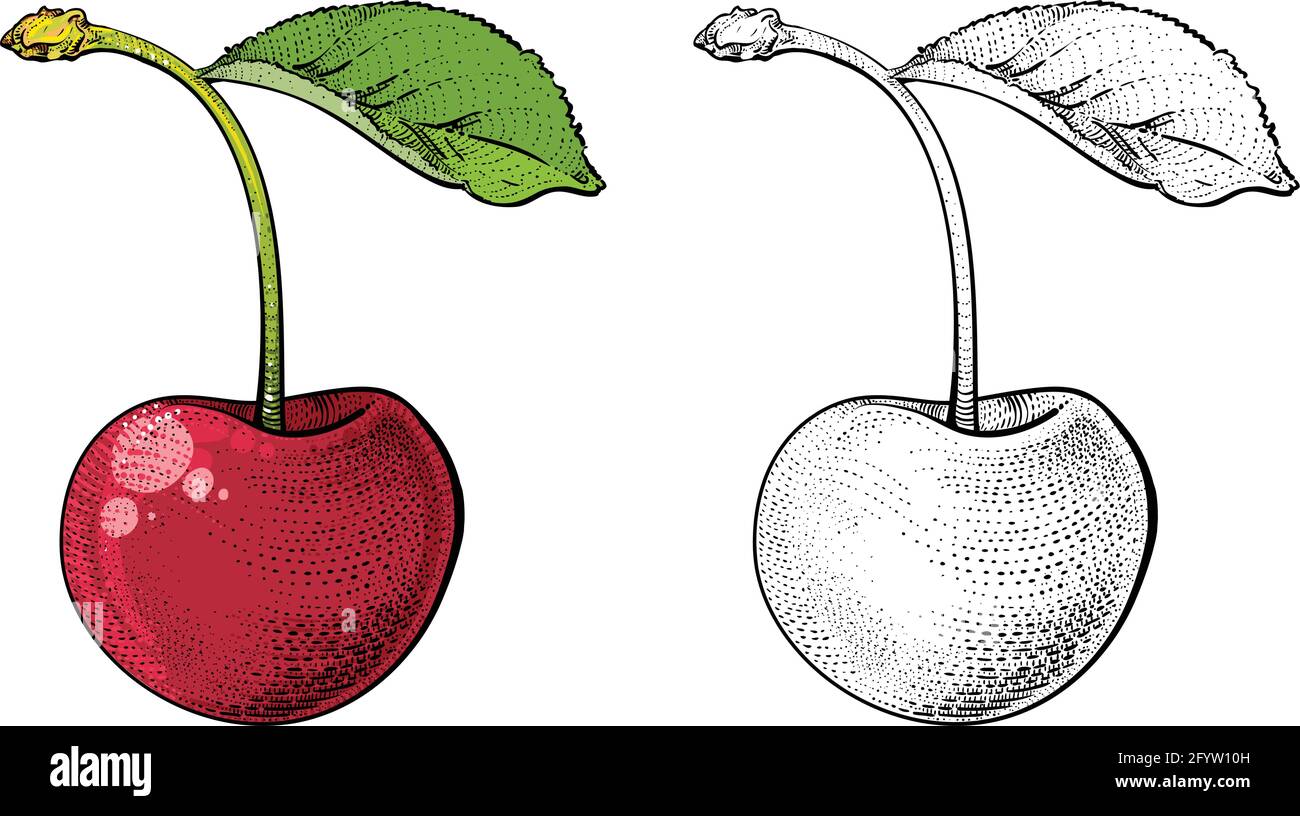 Kirsche Zeichnung, Farbe und schwarz-weiß-Version, Vektor-Illustration ...