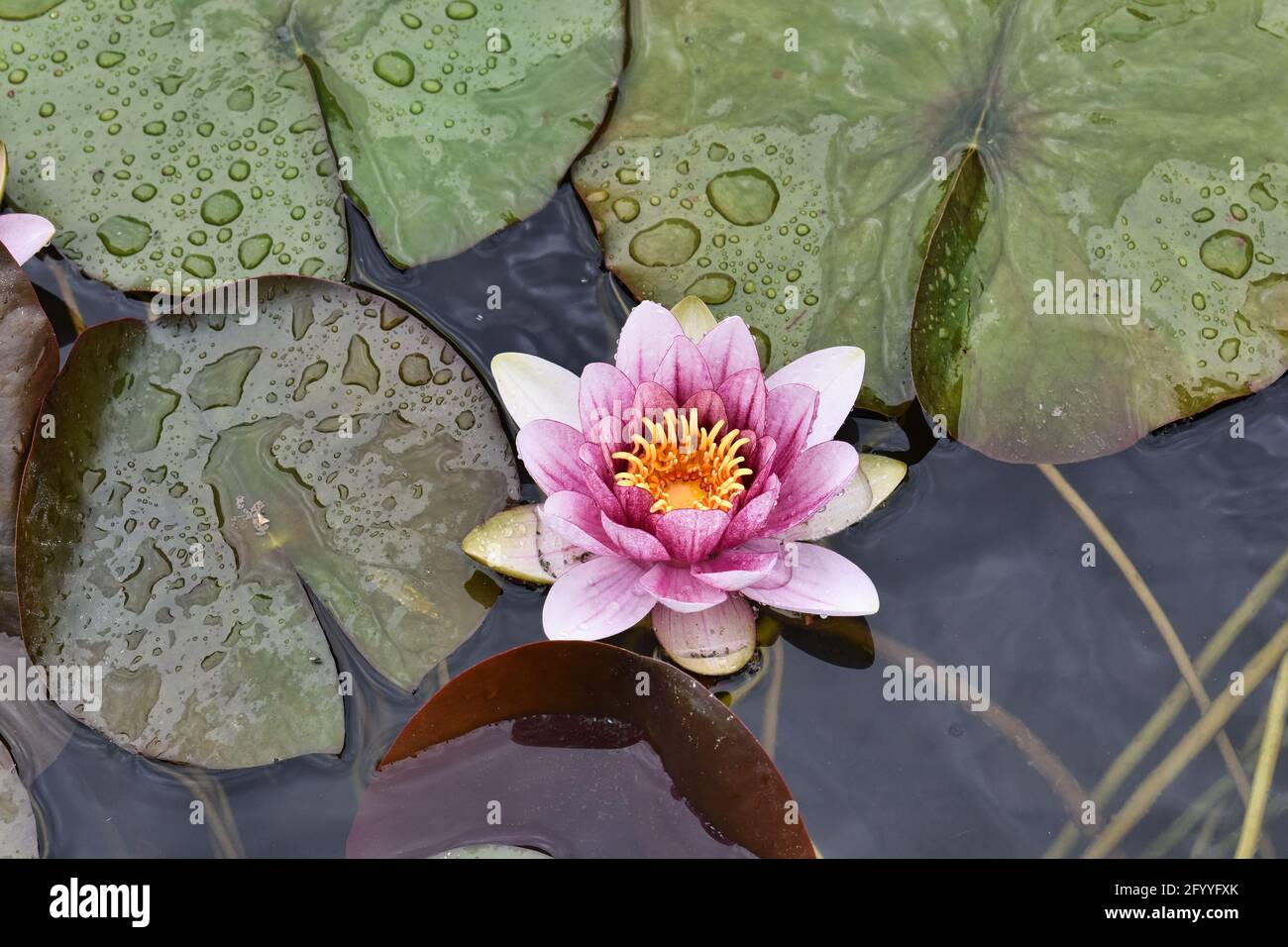 Rosa gelbe tropische seerose in der blume -Fotos und -Bildmaterial in ...