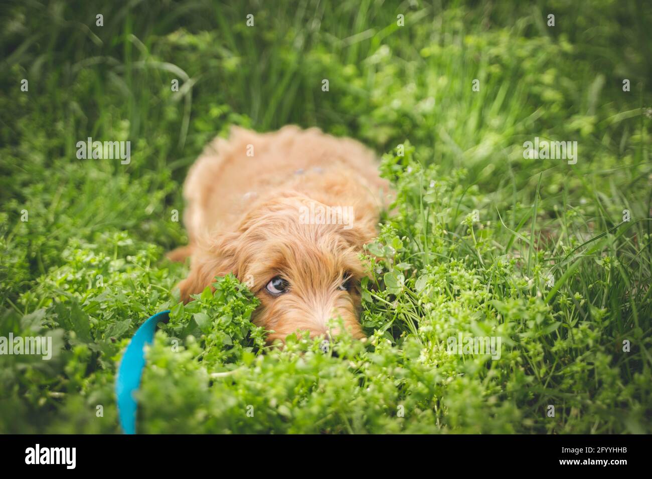 Golden retriever pudel mix -Fotos und -Bildmaterial in hoher Auflösung ...
