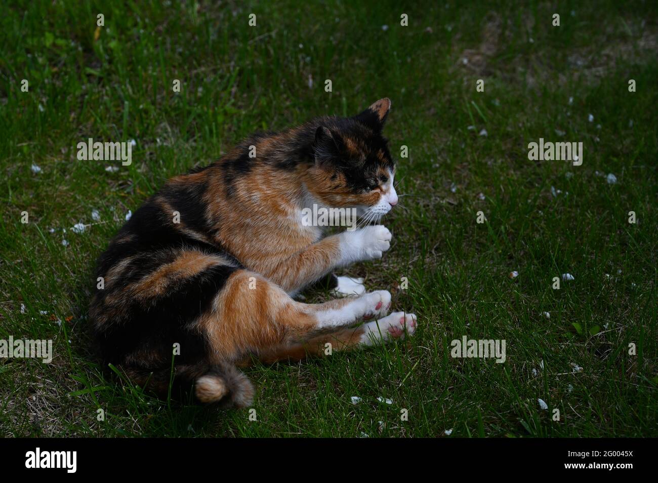 With paw raised -Fotos und -Bildmaterial in hoher Auflösung – Alamy