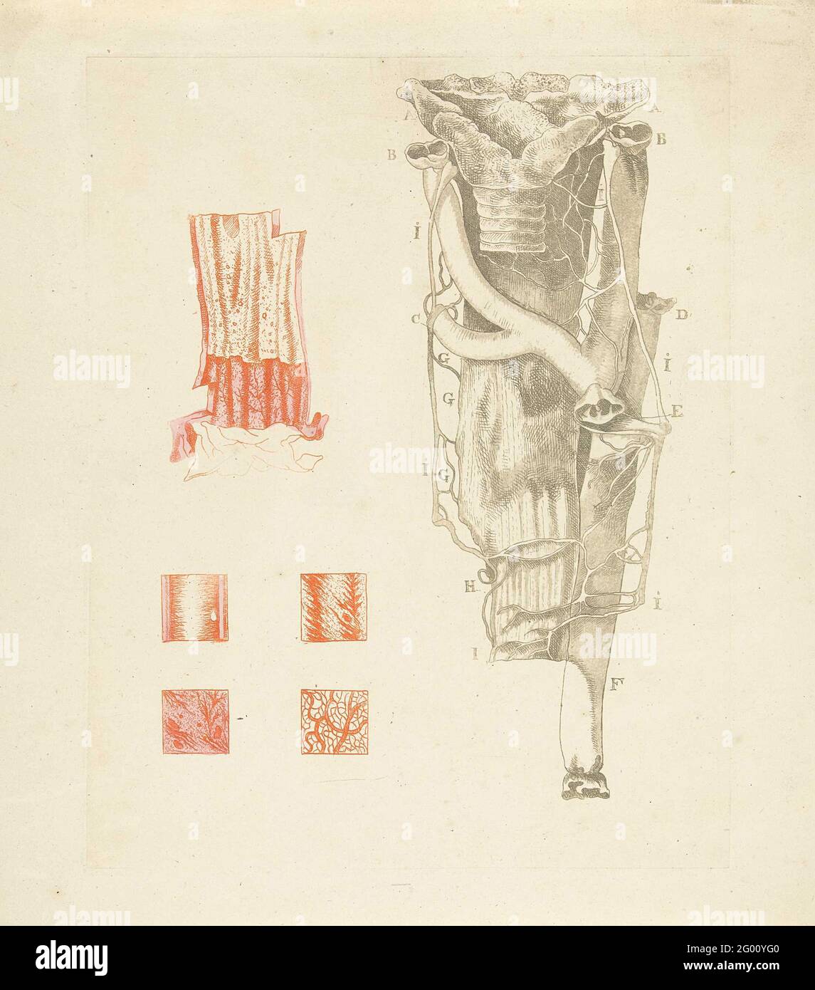 Anatomie der Speiseröhre und der Aorta. Drucken Sie mit anatomischen ...