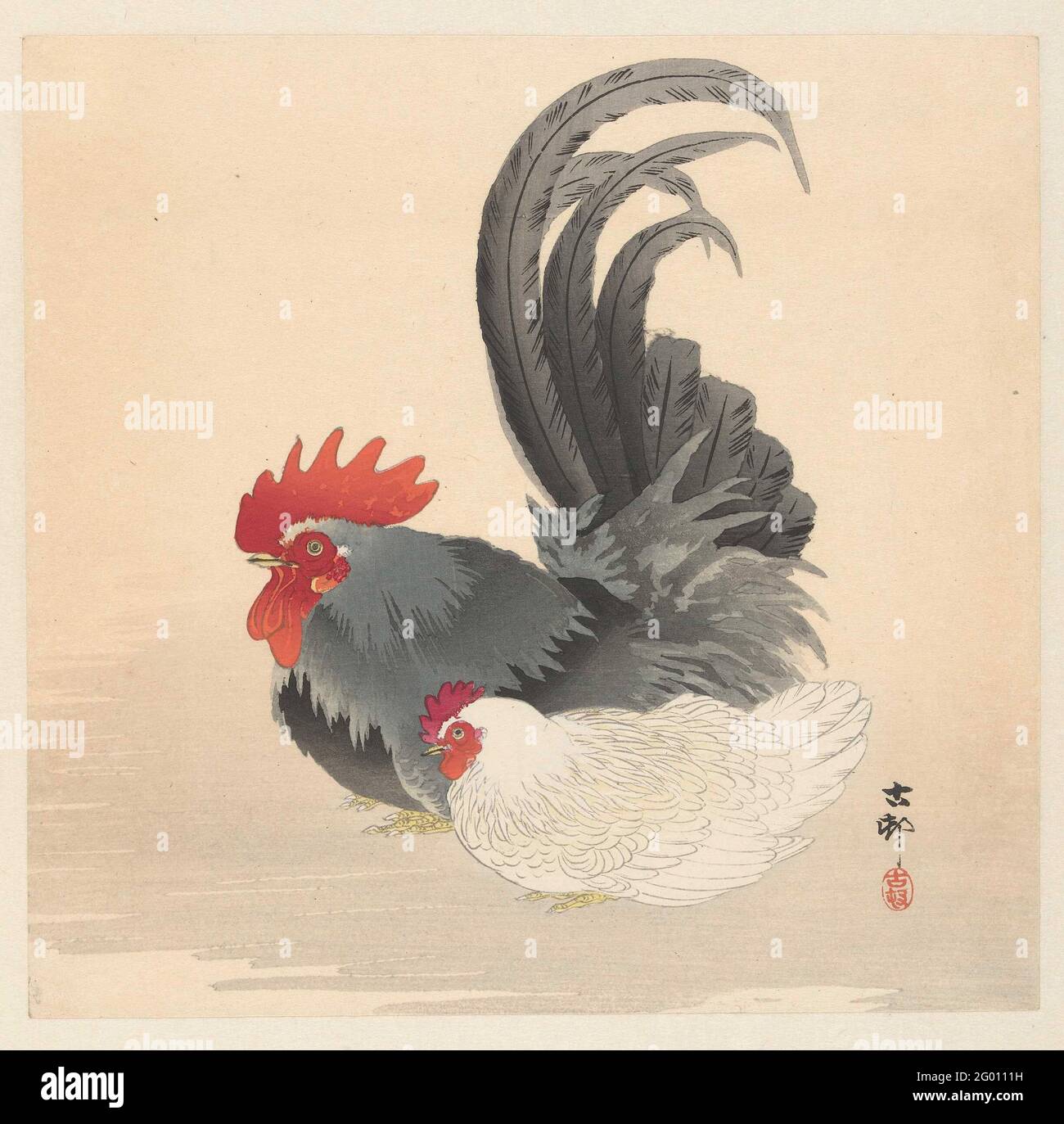 Huhn und Hahn. Weißes Huhn und größerer schwarzer Hahn, setzen Sie sich ...