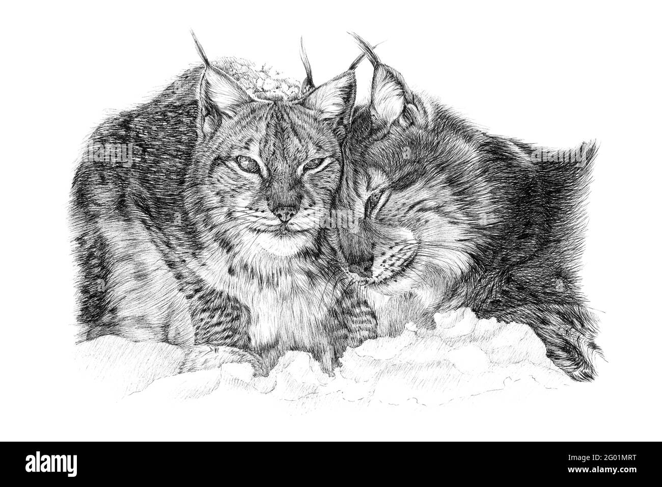 Handgezeichnet zwei Luchse, Skizzengrafik monochrome Illustration auf ...