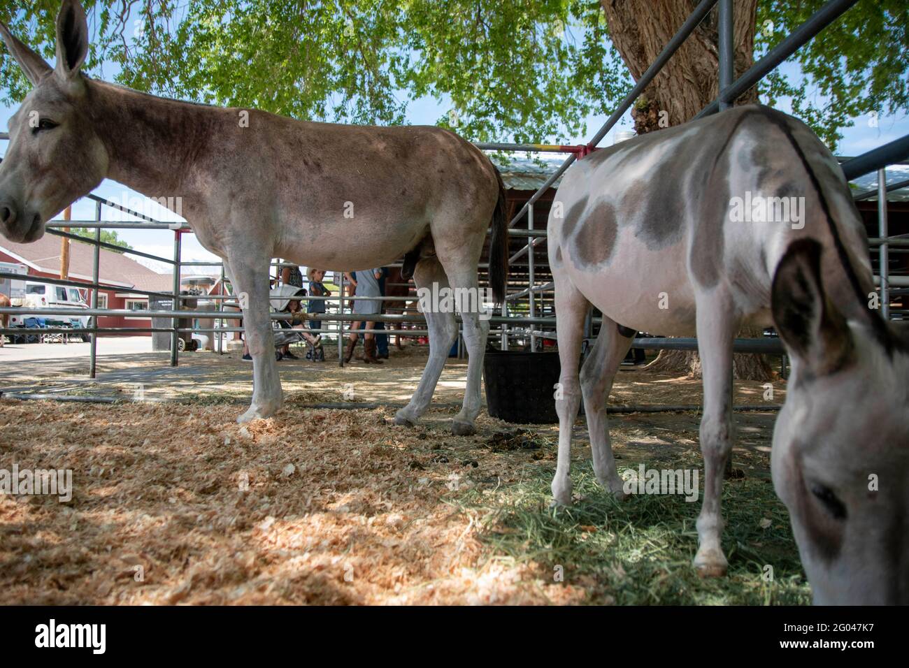 Die Maultiertage feiern Maultiere, Esel und Pferde und finden jedes ...