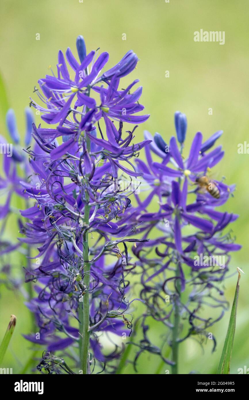 Great camas -Fotos und -Bildmaterial in hoher Auflösung – Alamy